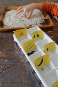 TONS of Seed Activities for Kids - How Wee Learn
