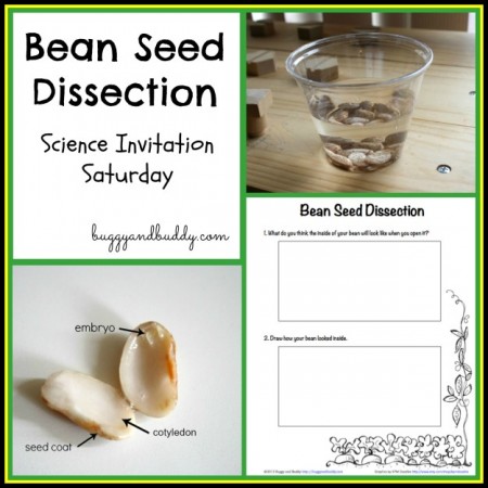 TONS of Seed Activities for Kids - How Wee Learn