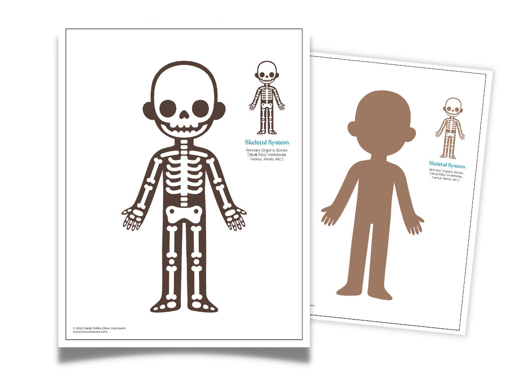 Printable Human Body Systems Playdough Mats! - How Wee Learn