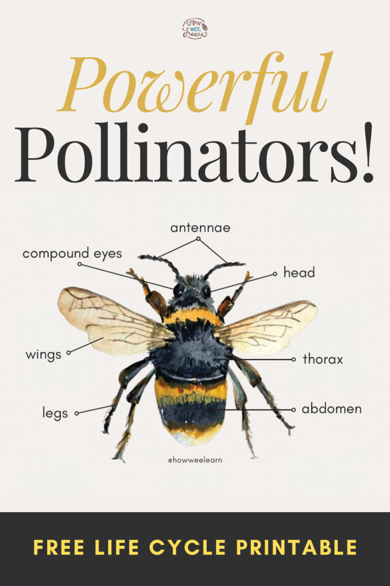 Powerful Pollinators Unit Study! - How Wee Learn