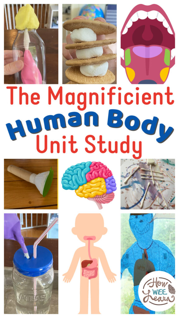 The Perfect Human Body Unit Study! - How Wee Learn