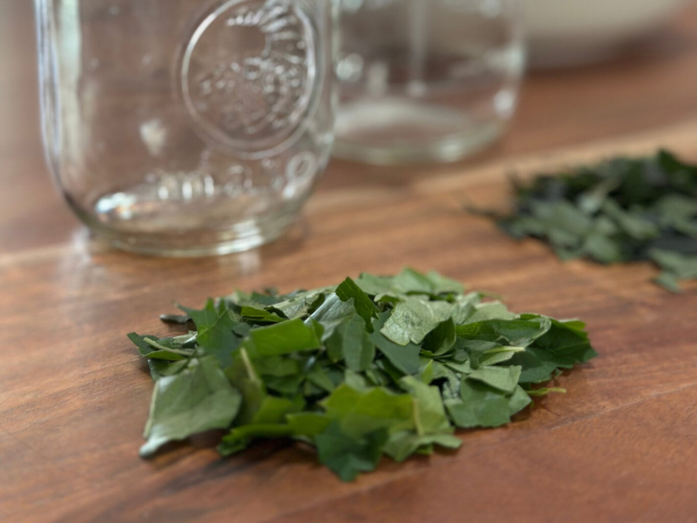 Science Experiment: Why Do Leaves Change Color? - How Wee Learn