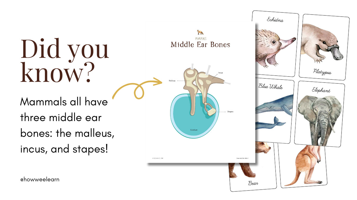 What is a Mammal? Hands-On Activities for Kids - How Wee Learn
