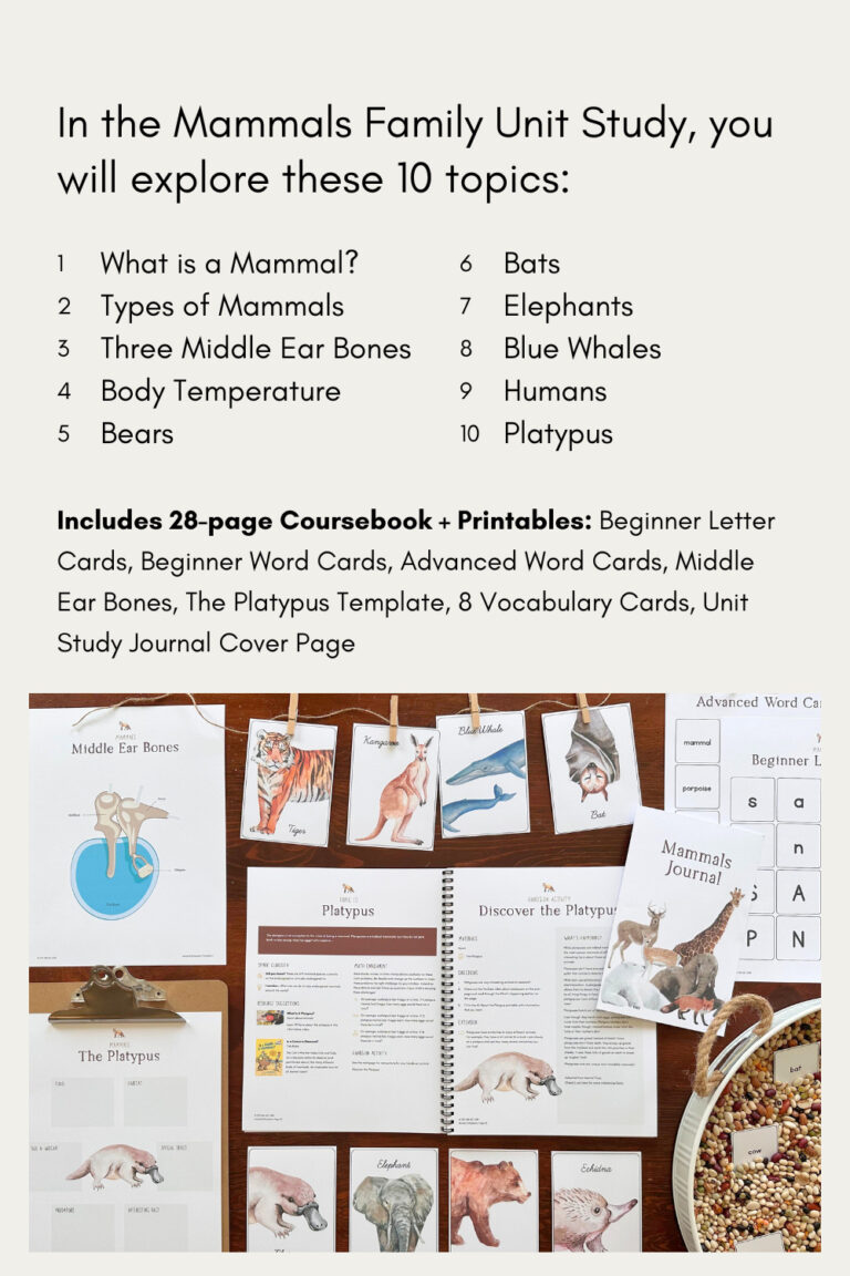 What is a Mammal? Hands-On Activities for Kids - How Wee Learn