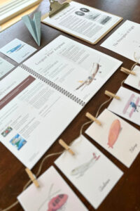 Paper Airplane Activity | The Four Principles of Flight - How Wee Learn