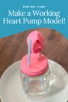How Does a Heart Work? Make a Heart Pump Model! - How Wee Learn