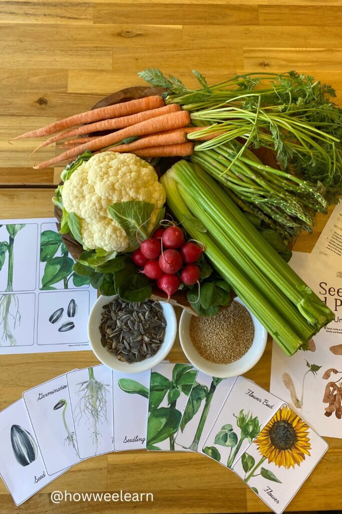Making a Snack From Parts of a Plant! - How Wee Learn