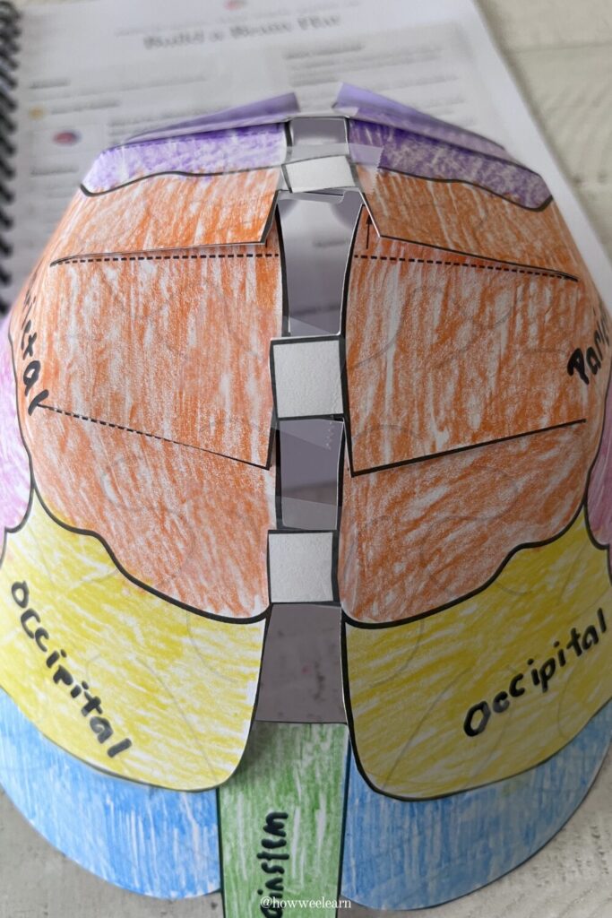 Brain Hat Activity for Kids | Hands-On Neuroscience Made Fun! - How Wee ...