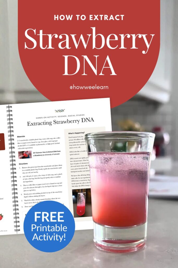 Strawberry DNA Extraction: See DNA With Your Own Eyes! - How Wee Learn